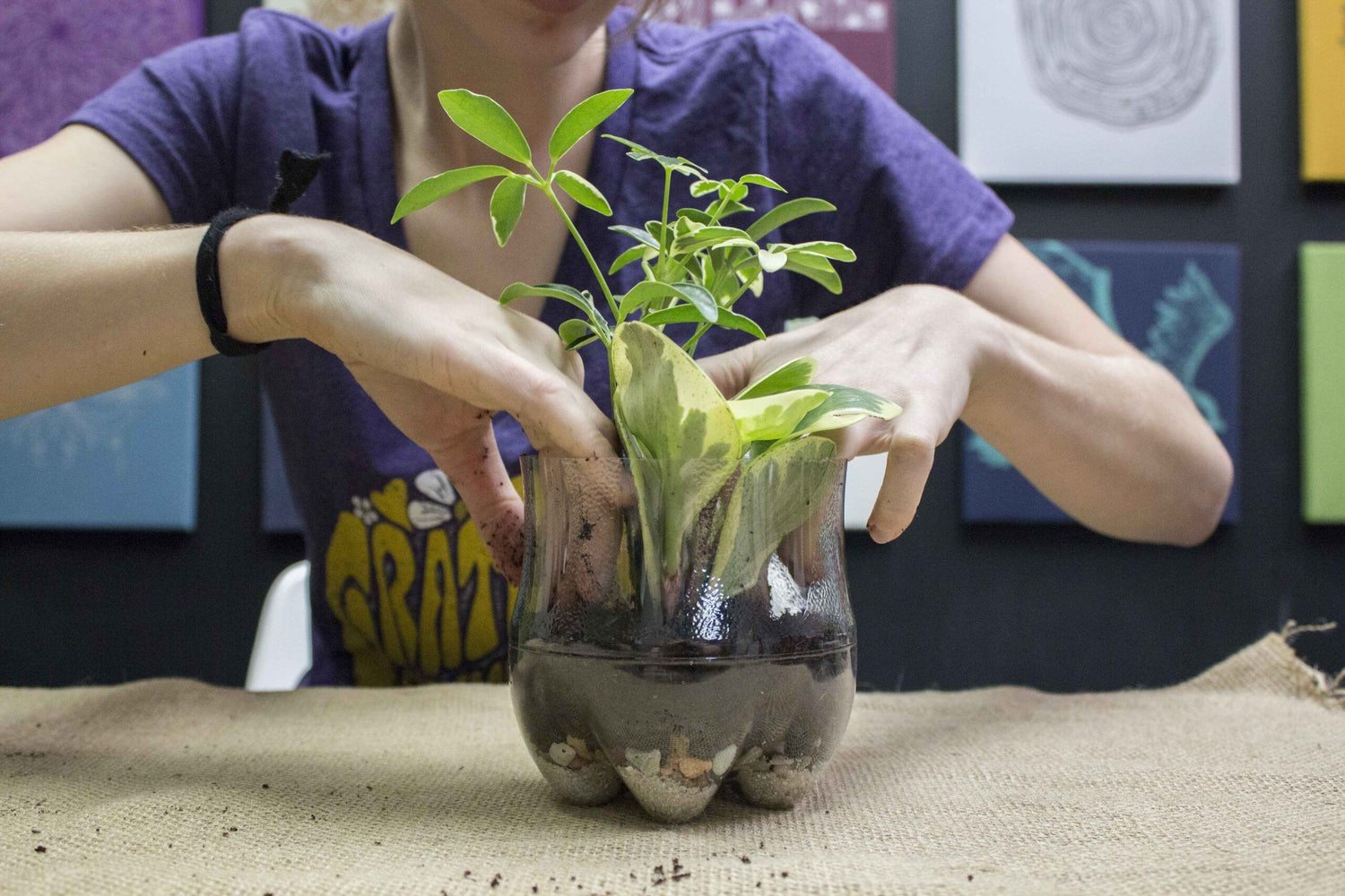 Soda Bottle Terrarium DIY - How to Make a Plastic Bottle Terrarium
